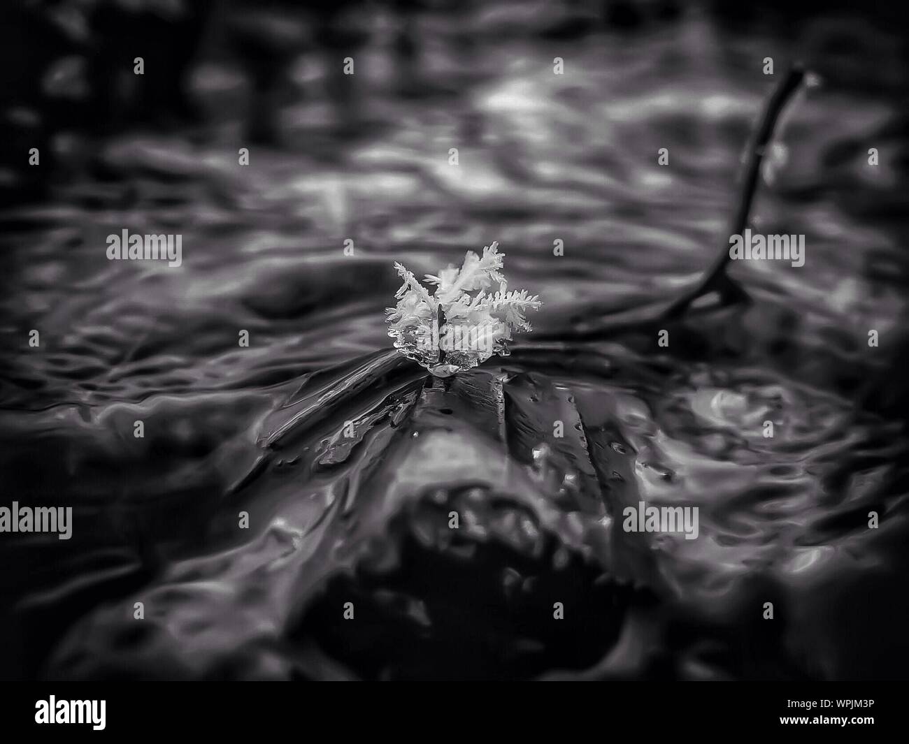 Twig in water hi-res stock photography and images - Alamy