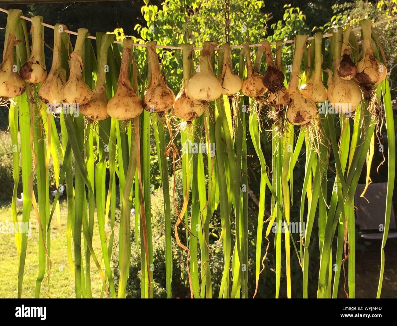 String onion hi-res stock photography and images - Alamy