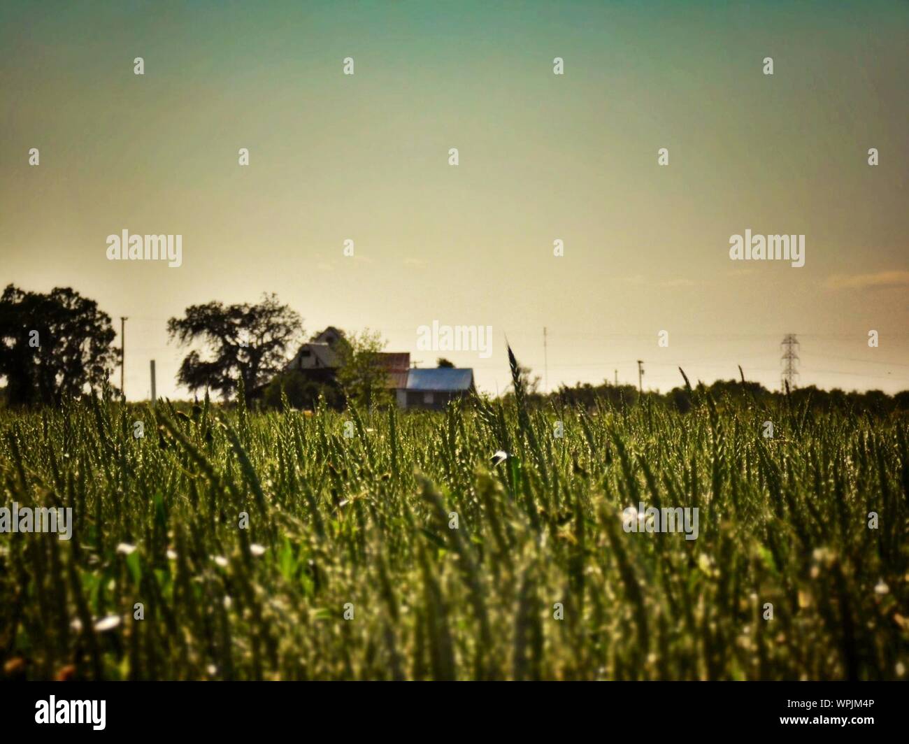 Wheat plantation hi-res stock photography and images - Alamy