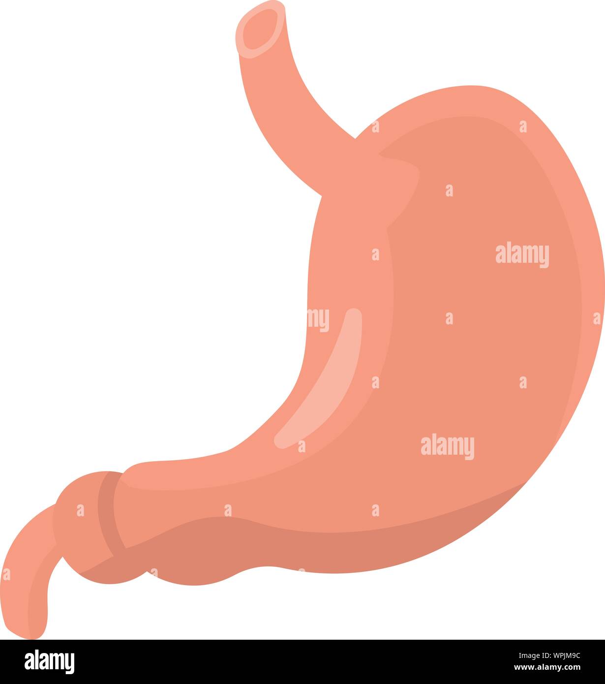 Human stomach icon, isometric style Stock Vector Image & Art - Alamy
