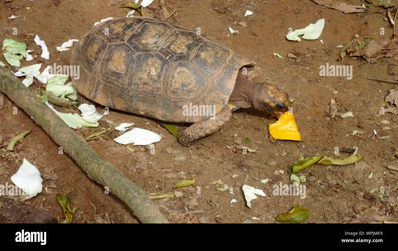 Turtle eating hi-res stock photography and images - Alamy
