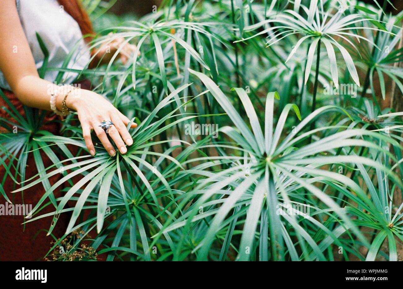 Finger touching plants hi-res stock photography and images - Alamy