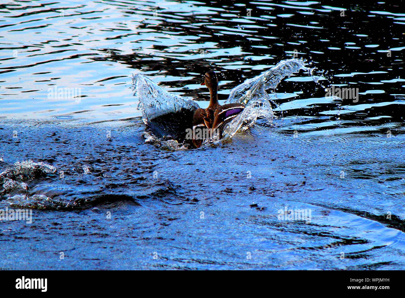Splashing duck hi-res stock photography and images - Alamy