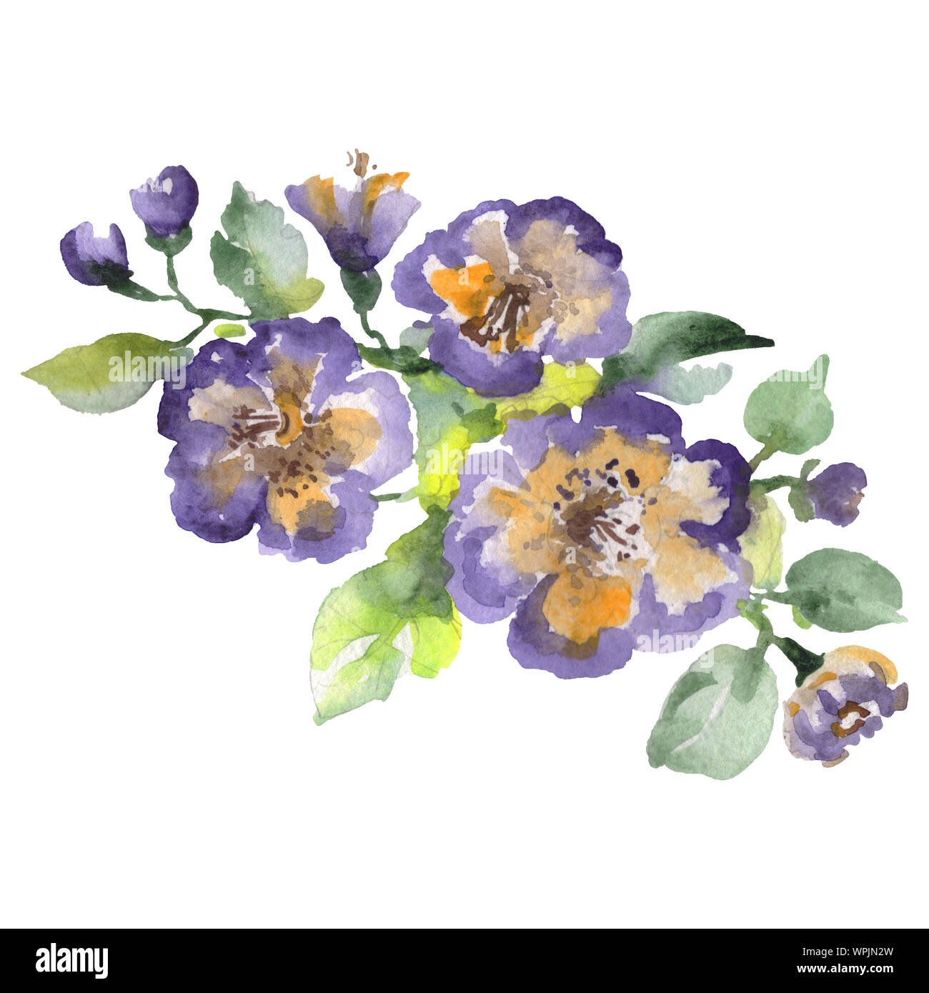 Bouquet floral botanical flowers. Watercolor background illustration ...