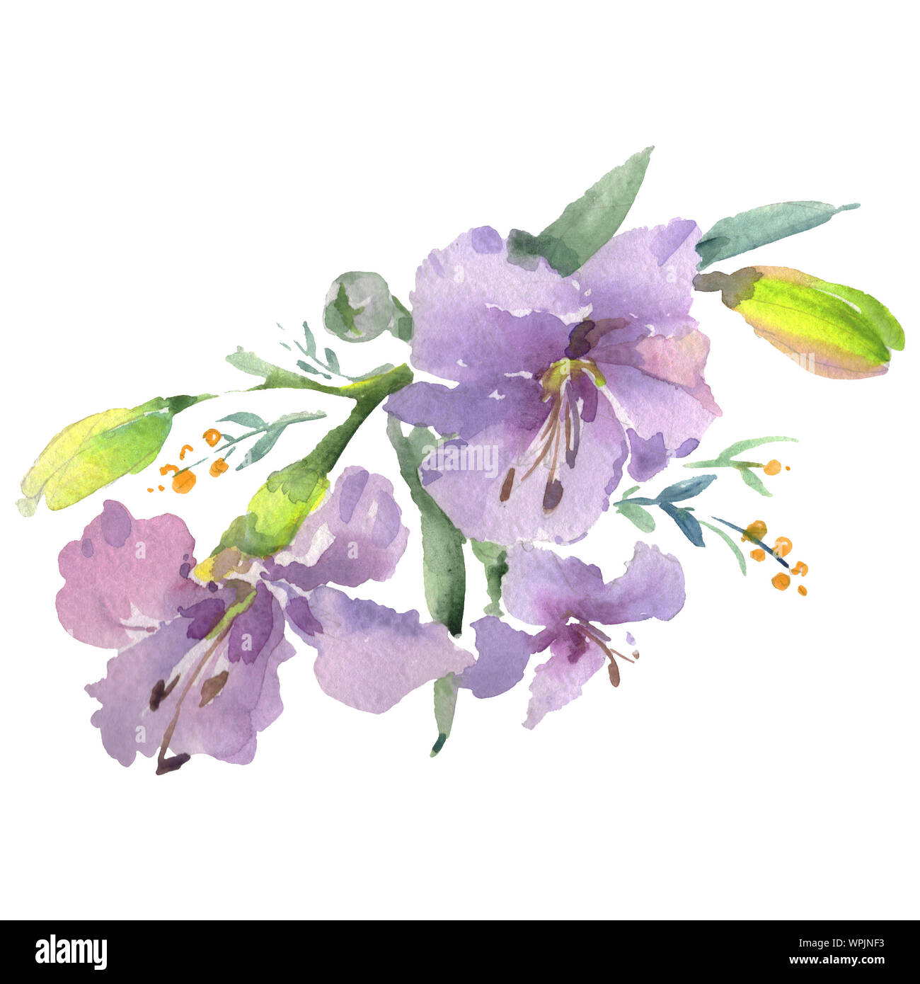Bouquet floral botanical flowers. Watercolor background illustration ...
