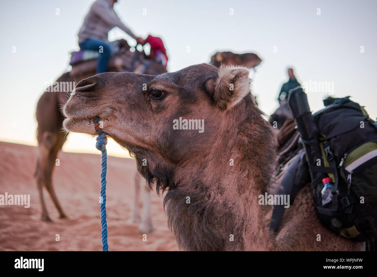 Close-up view of two beautiful camels in the Unesco World Heritage Site ...