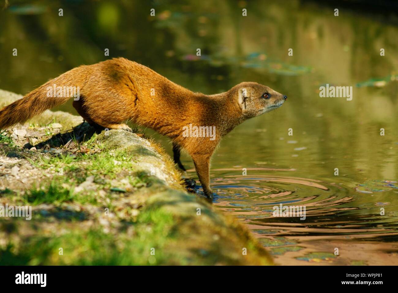 Water Mongoose High Resolution Stock Photography and Images - Alamy