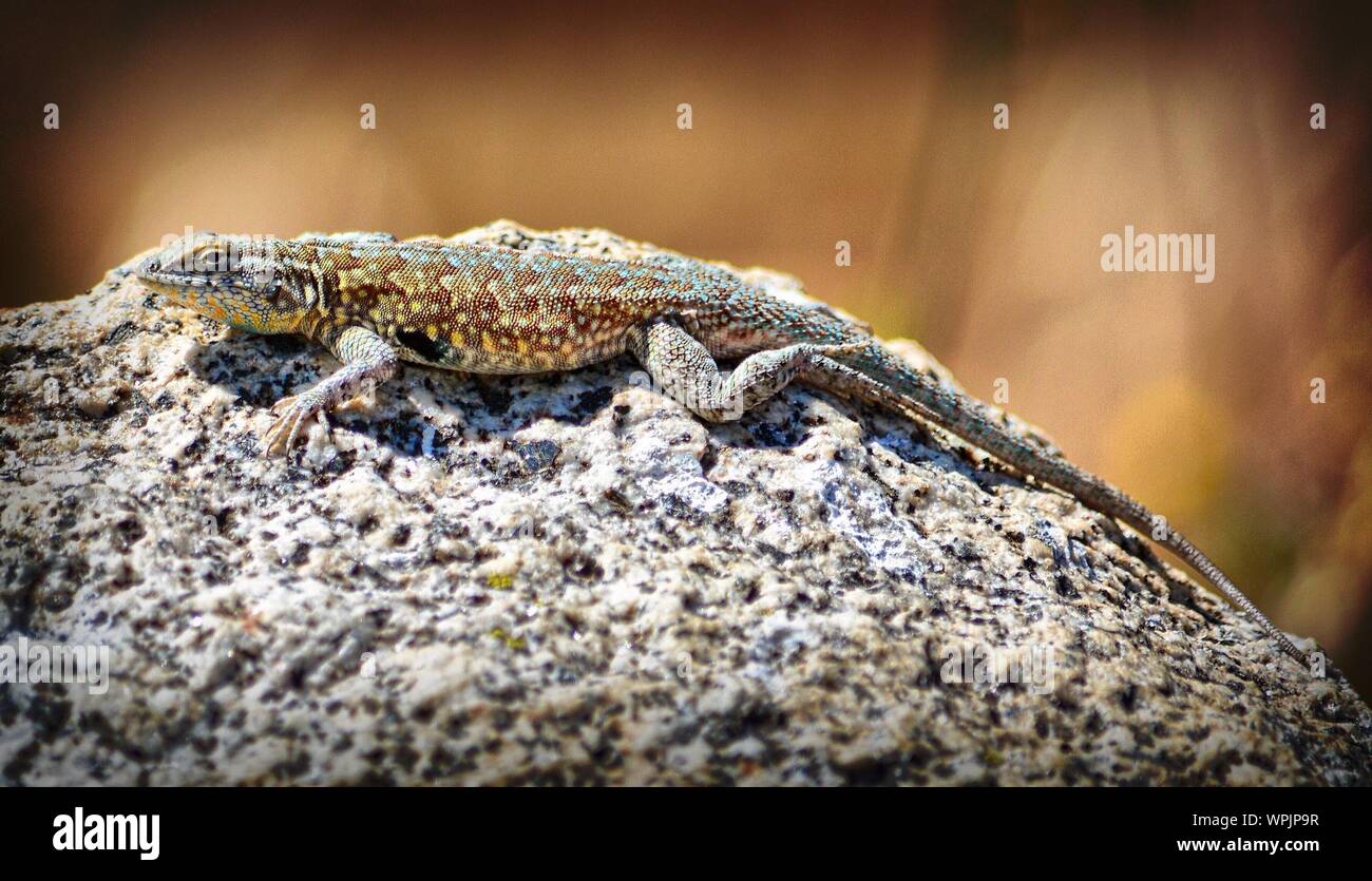 Mottled effect hi-res stock photography and images - Alamy