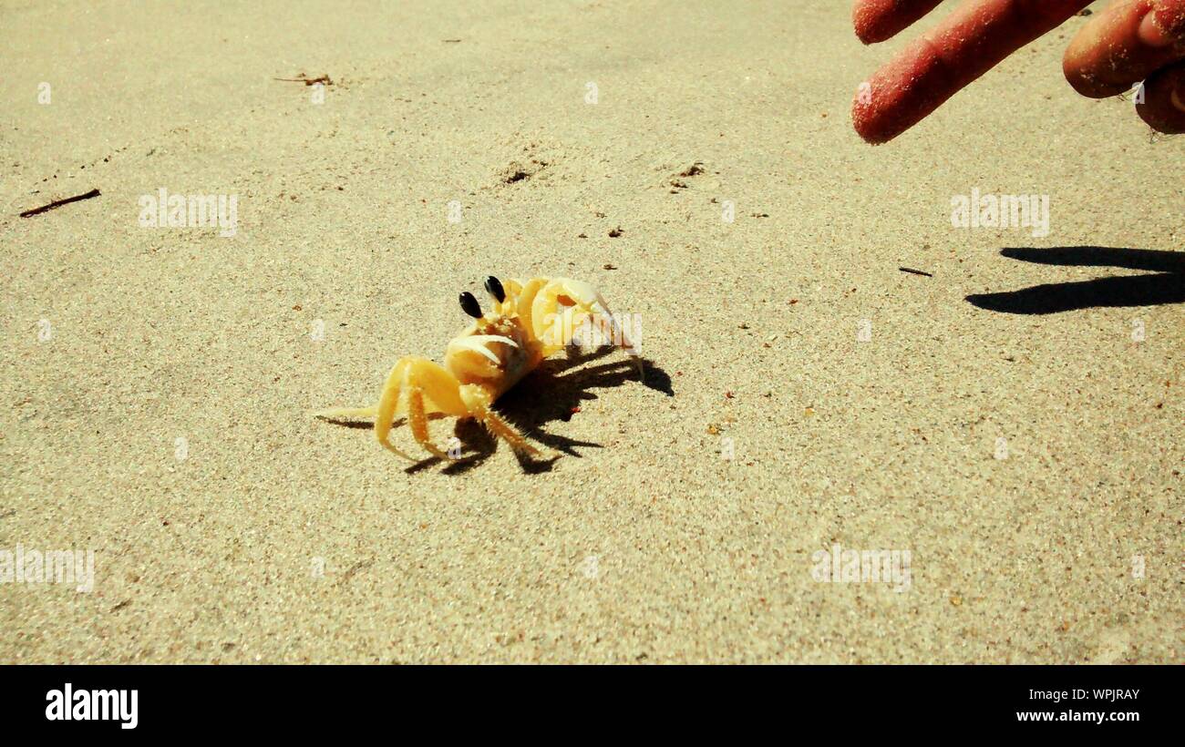 Hand crab hi-res stock photography and images - Alamy