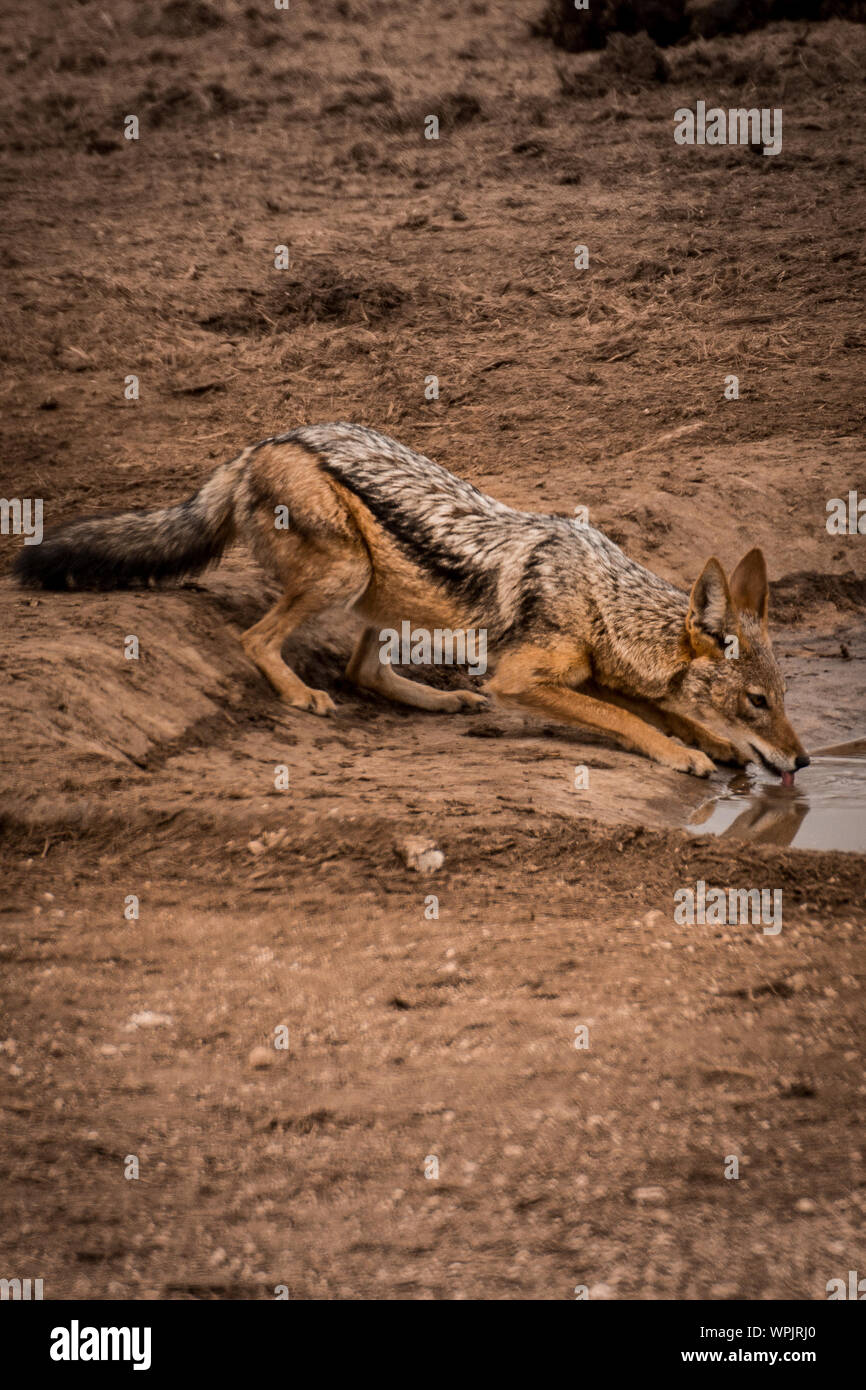 Animal drinking puddle hi-res stock photography and images - Alamy