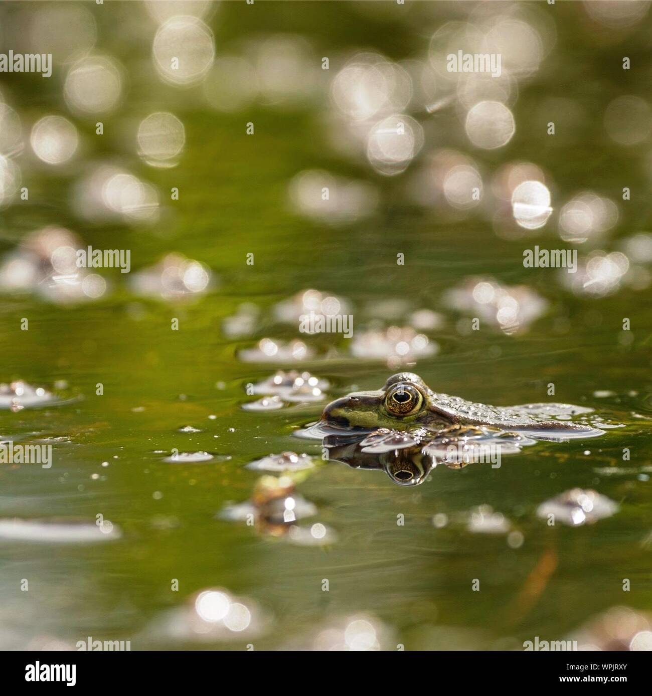 Frog head hi-res stock photography and images - Alamy