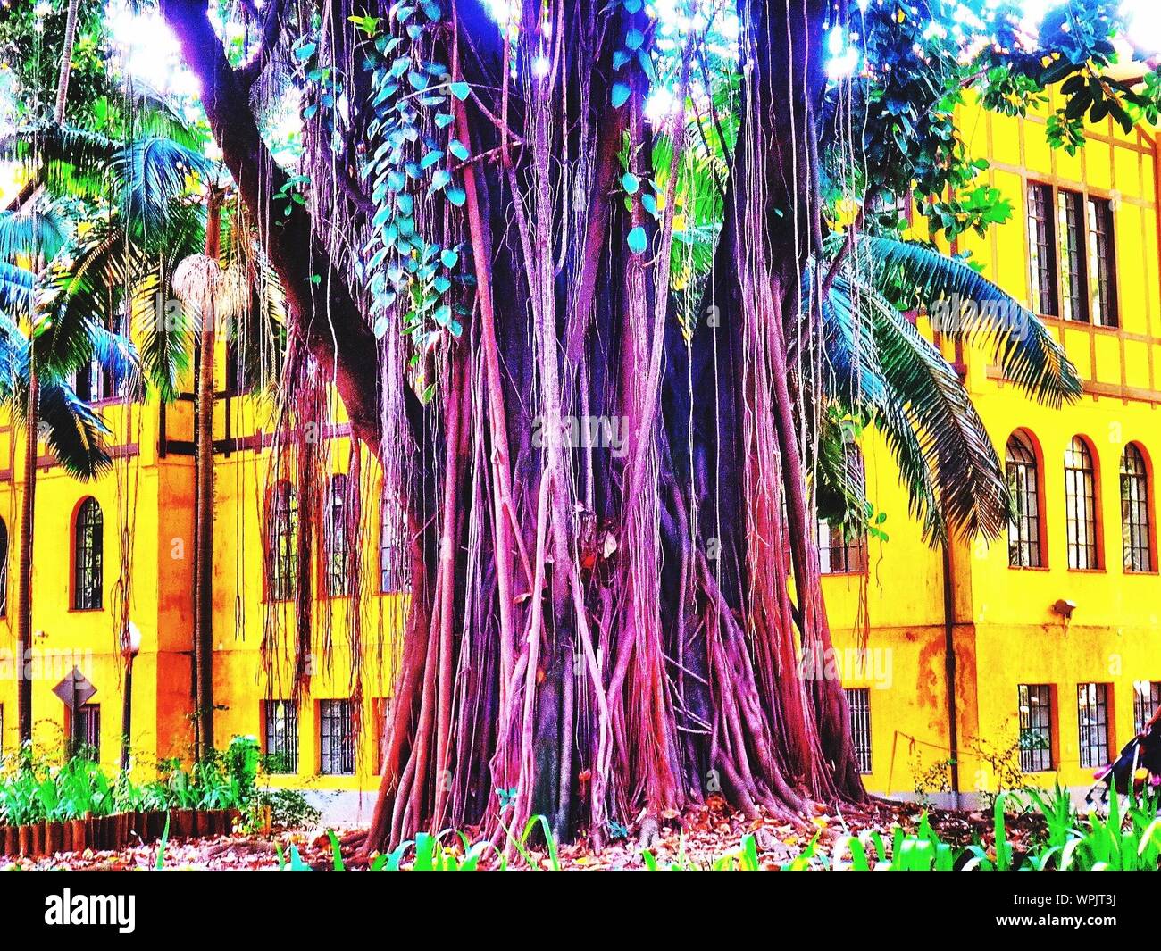 People and banyan tree hi-res stock photography and images - Alamy