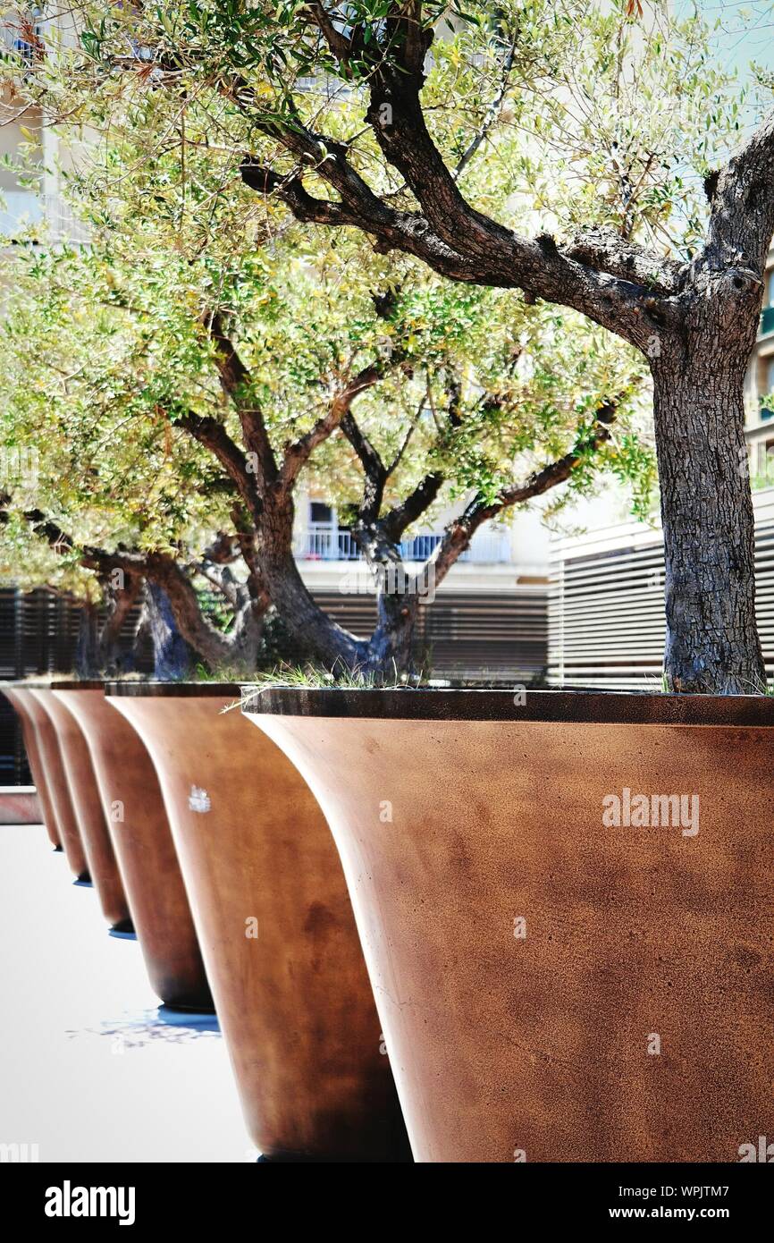 Clay trees hi-res stock photography and images - Alamy