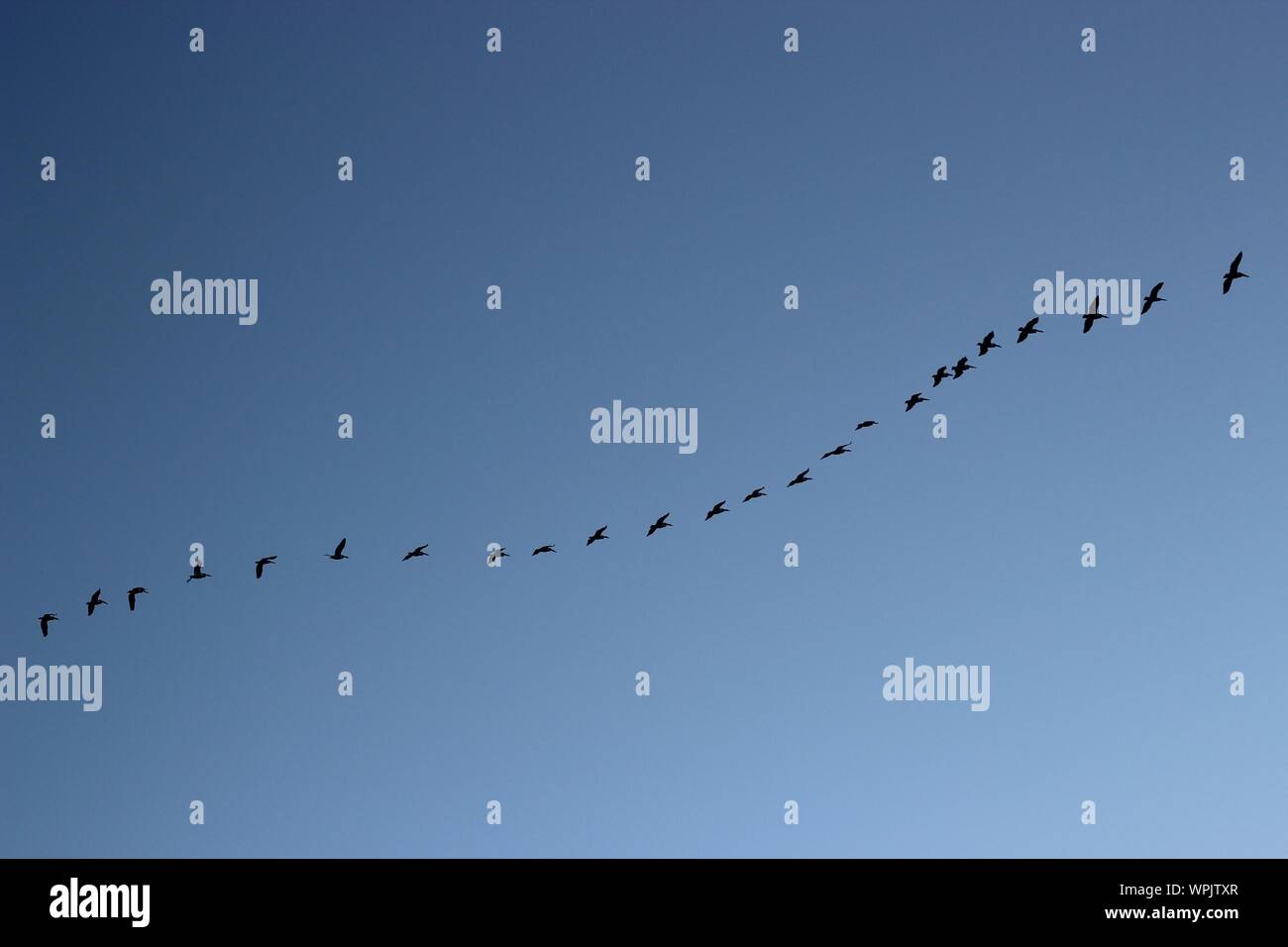 Flying in line hi-res stock photography and images - Alamy