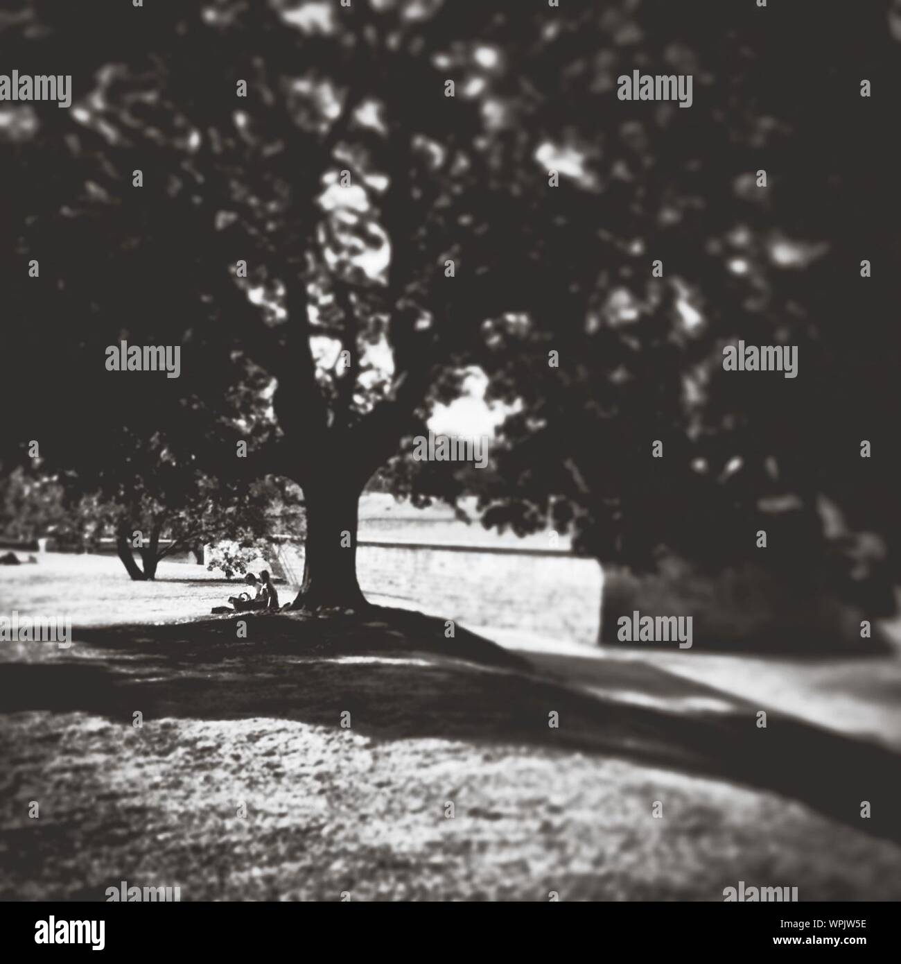 Tree shadow on the meadow hi-res stock photography and images - Alamy