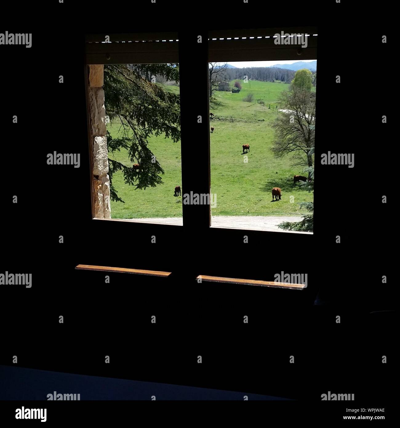 Cows through window hi-res stock photography and images - Alamy
