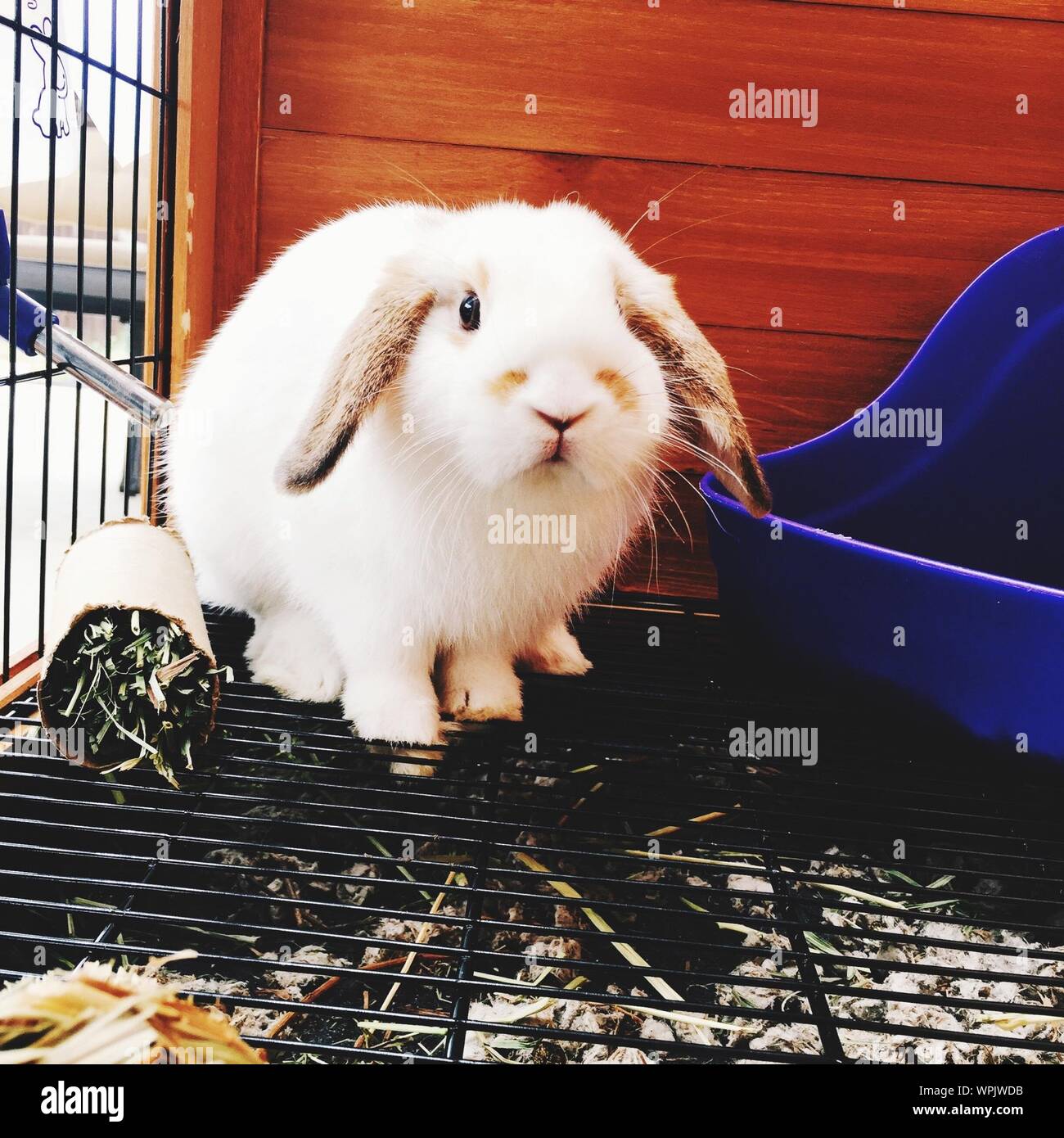 White rabbit cage hi-res stock photography and images - Alamy