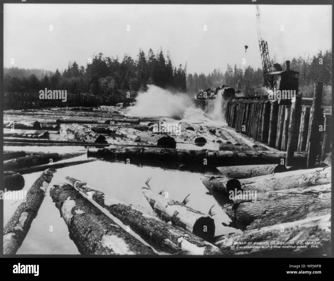 Logging forest (washington or oregon) Black and White Stock Photos ...