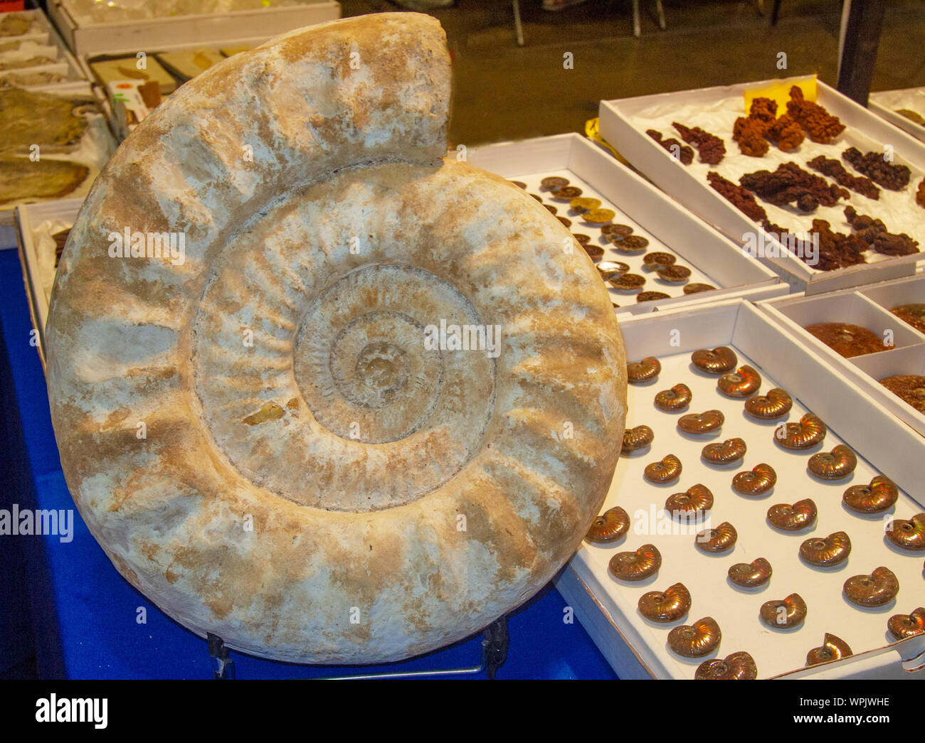 Fossil shell hi-res stock photography and images - Alamy