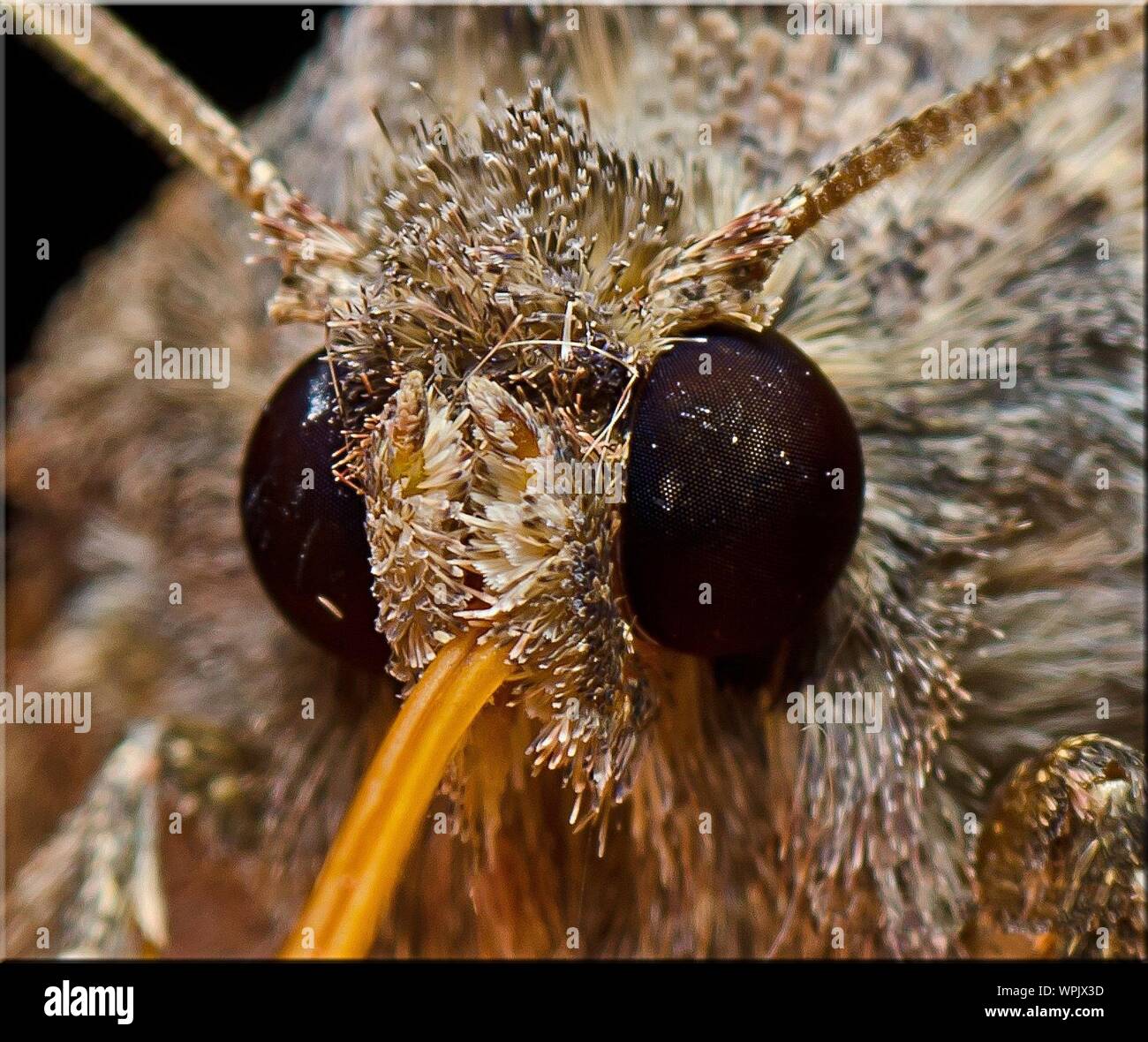 Compound insect eye hi-res stock photography and images - Alamy