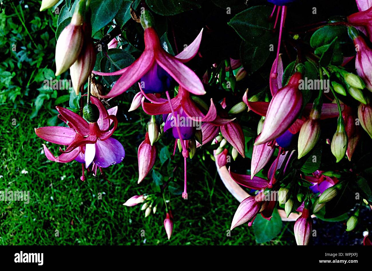 Color Fuschia High Resolution Stock Photography and Images - Alamy