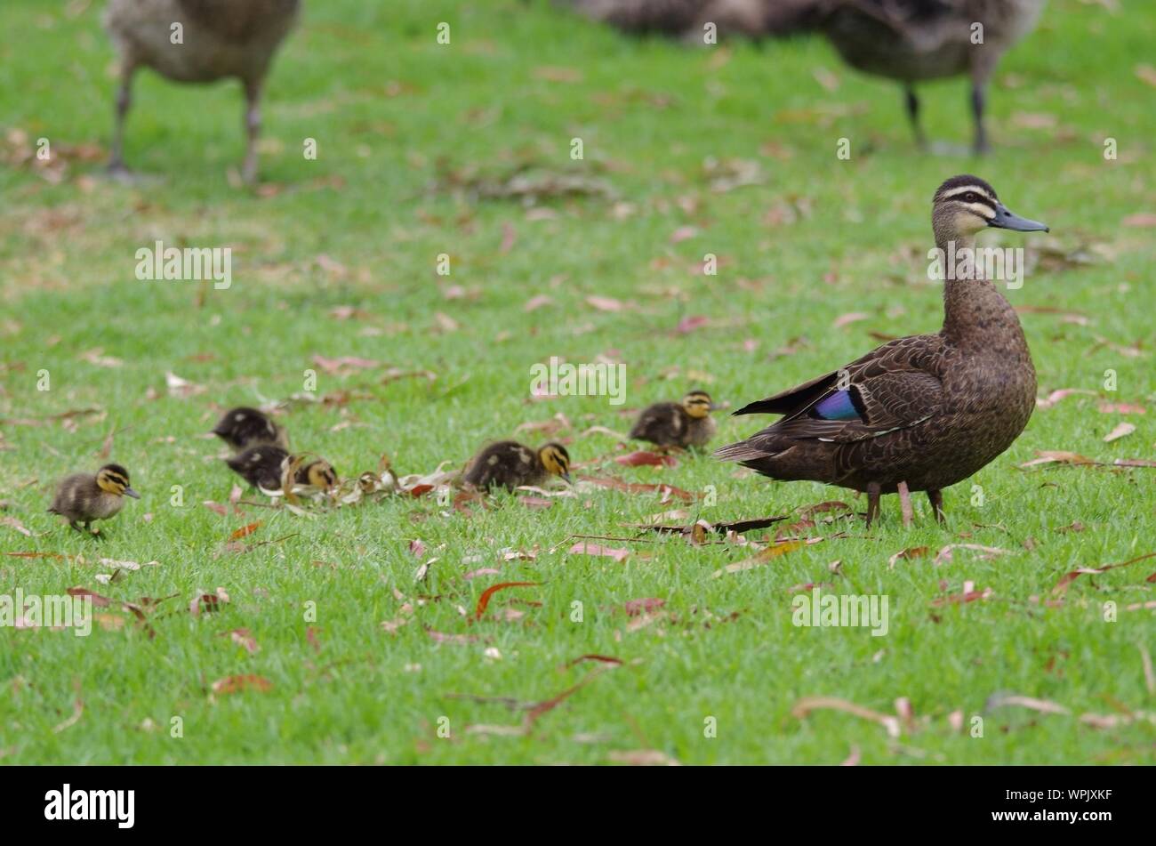 Ducklings Walking High Resolution Stock Photography and Images - Alamy