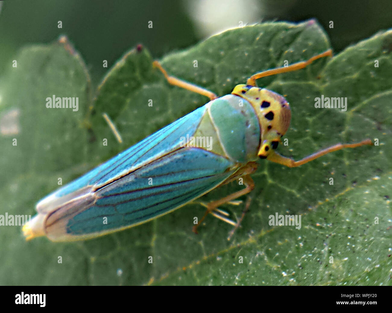 Cicadella viridis hi-res stock photography and images - Alamy