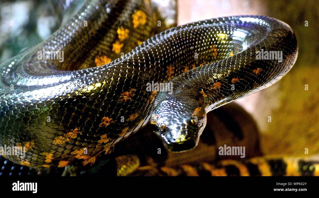 Snake At Zoo High Resolution Stock Photography and Images - Alamy