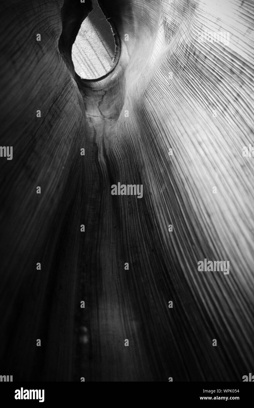 Longitudinal Black and White Stock Photos & Images - Alamy