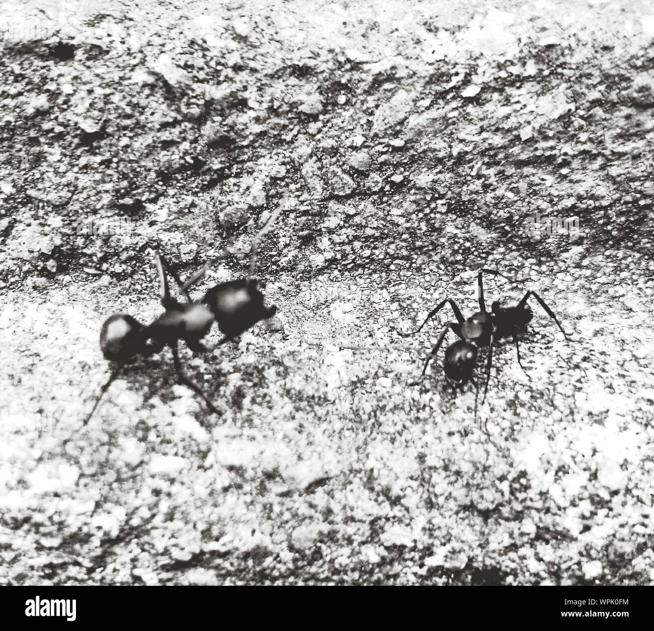 Ants on rock hi-res stock photography and images - Alamy