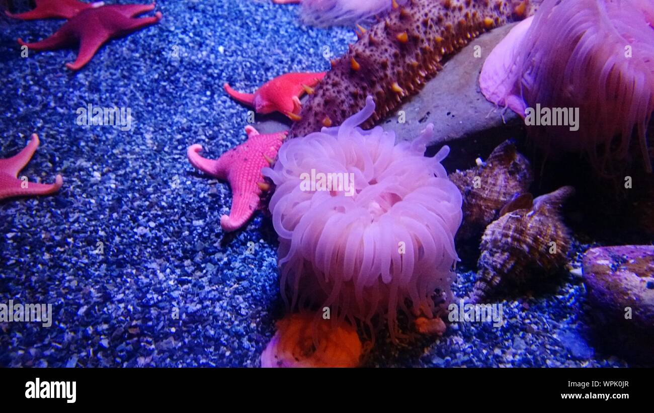 Sea anemones in aquarium hi-res stock photography and images - Alamy