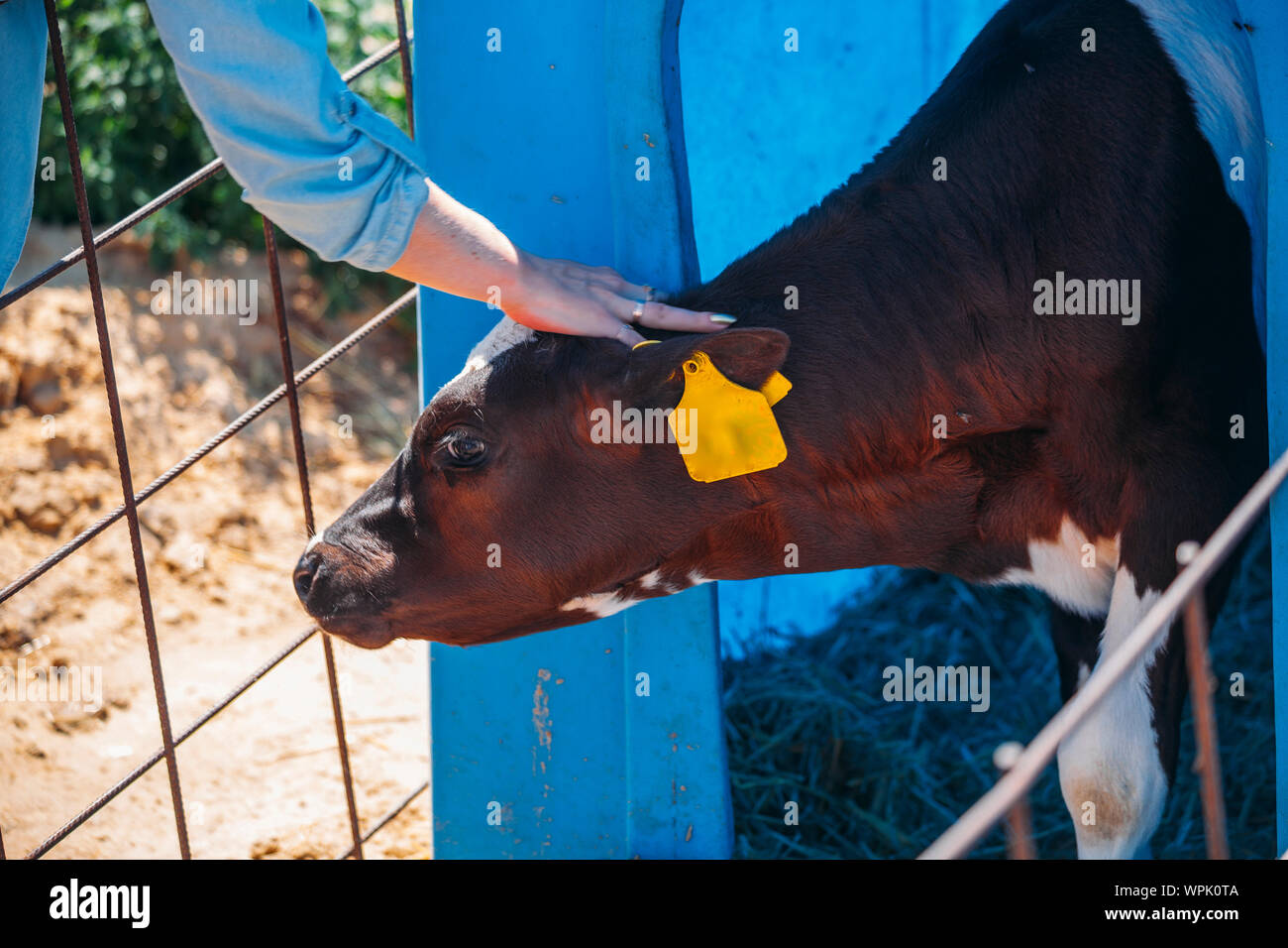 Female hand touches and strokes young calf head Stock Photo - Alamy