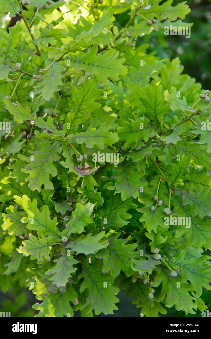 Young oak tree leaves hi-res stock photography and images - Alamy