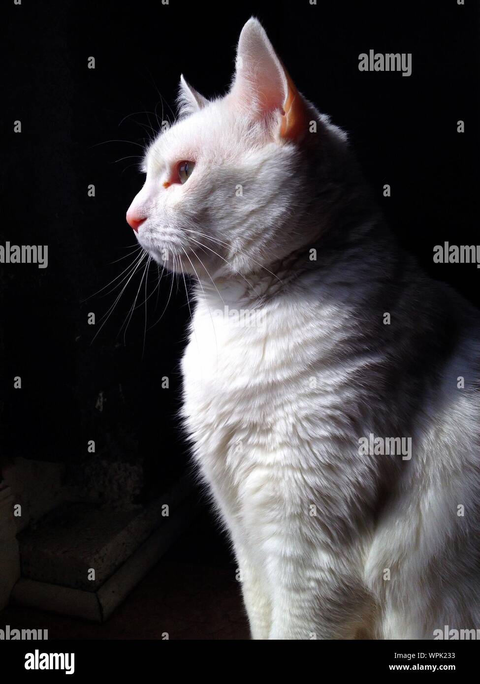 White cat side shot hi-res stock photography and images - Alamy