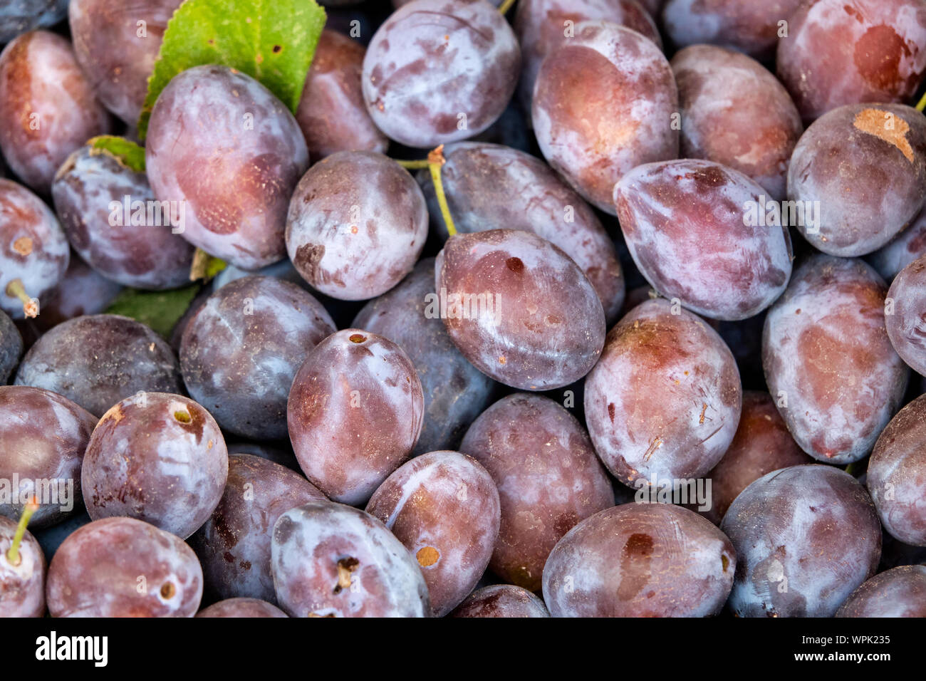 Moyer hi-res stock photography and images - Alamy