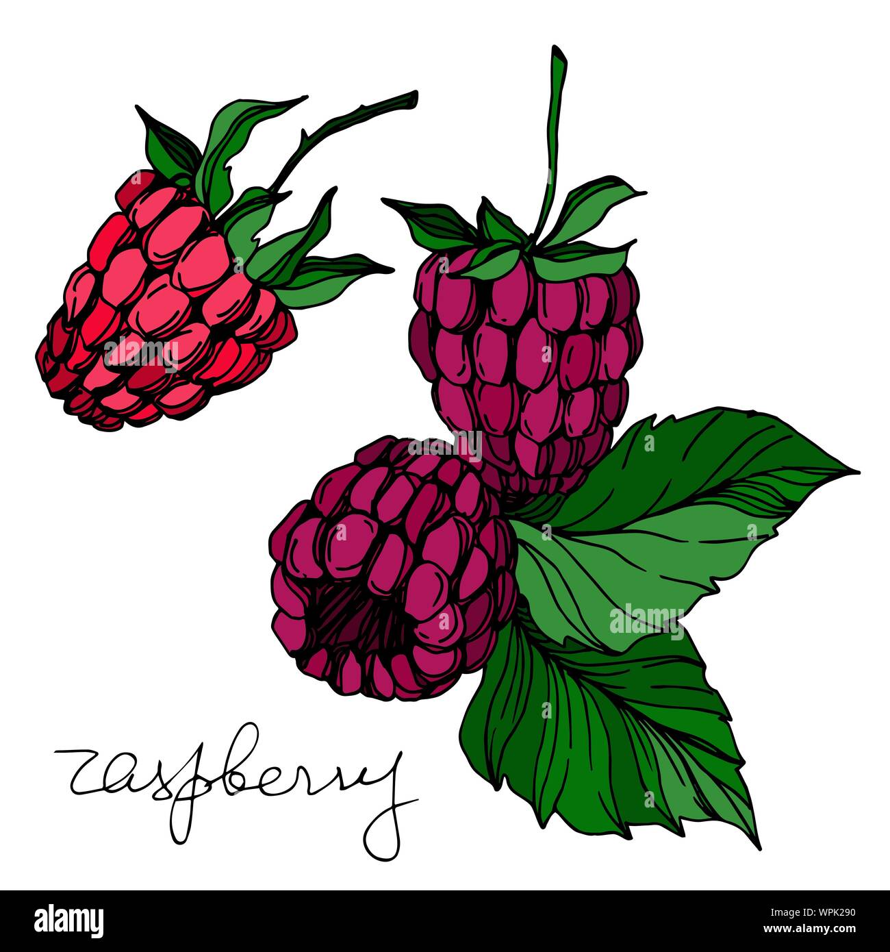 Vector Raspberry healthy food fresh berry isolated element. Black and ...