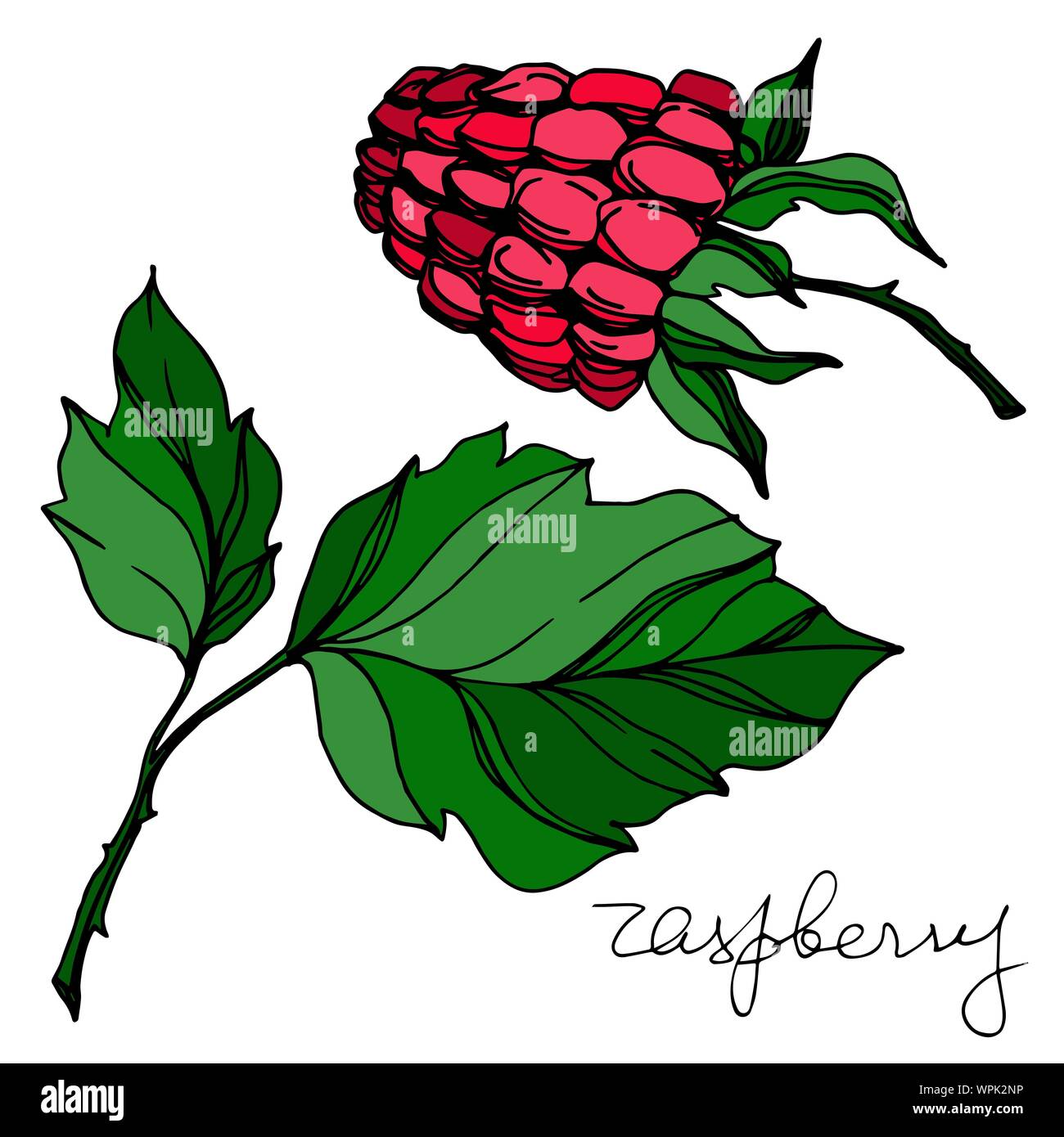 Vector Raspberry healthy food fresh berry isolated element. Black and ...