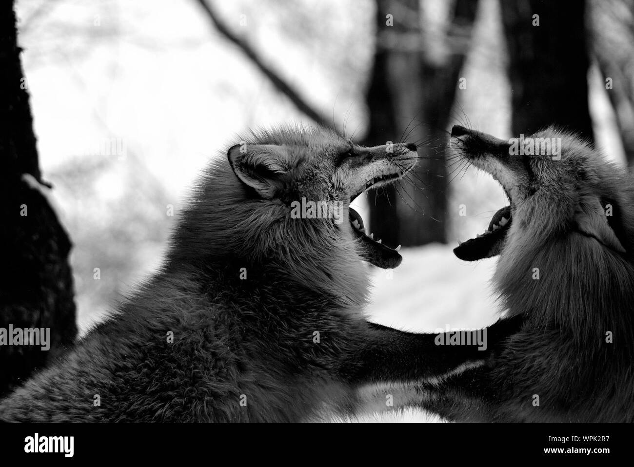 Animal animals foxes hi-res stock photography and images - Alamy