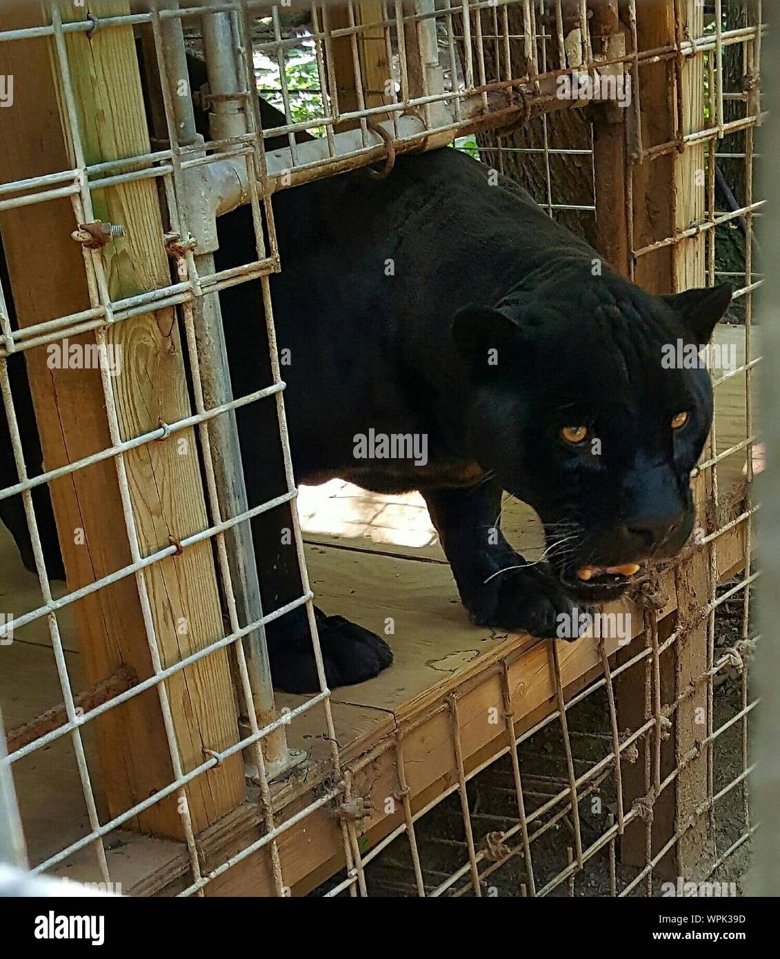 Leopard in the cage hi-res stock photography and images - Alamy