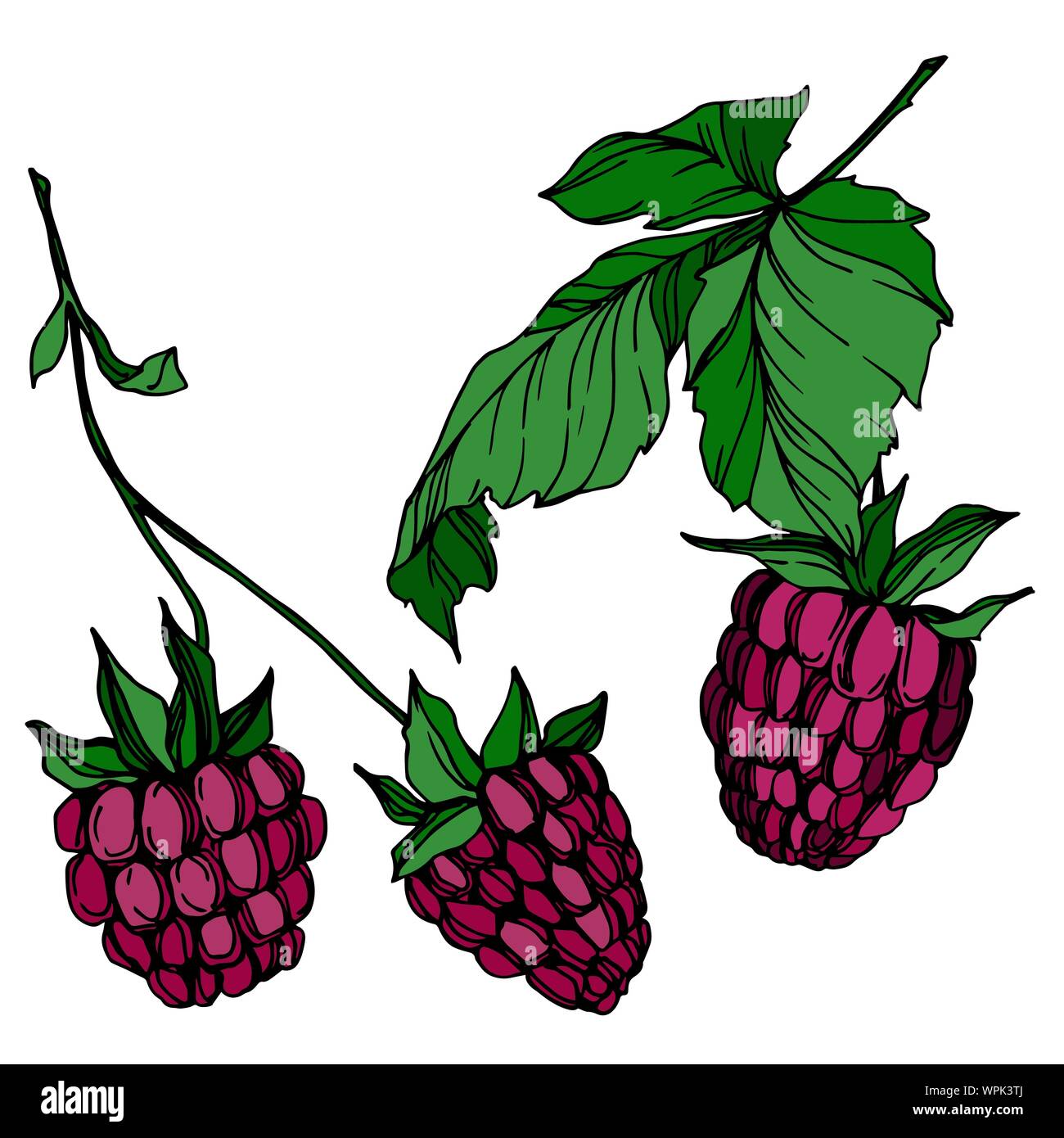 Vector Raspberry healthy food fresh berry isolated element. Black and ...