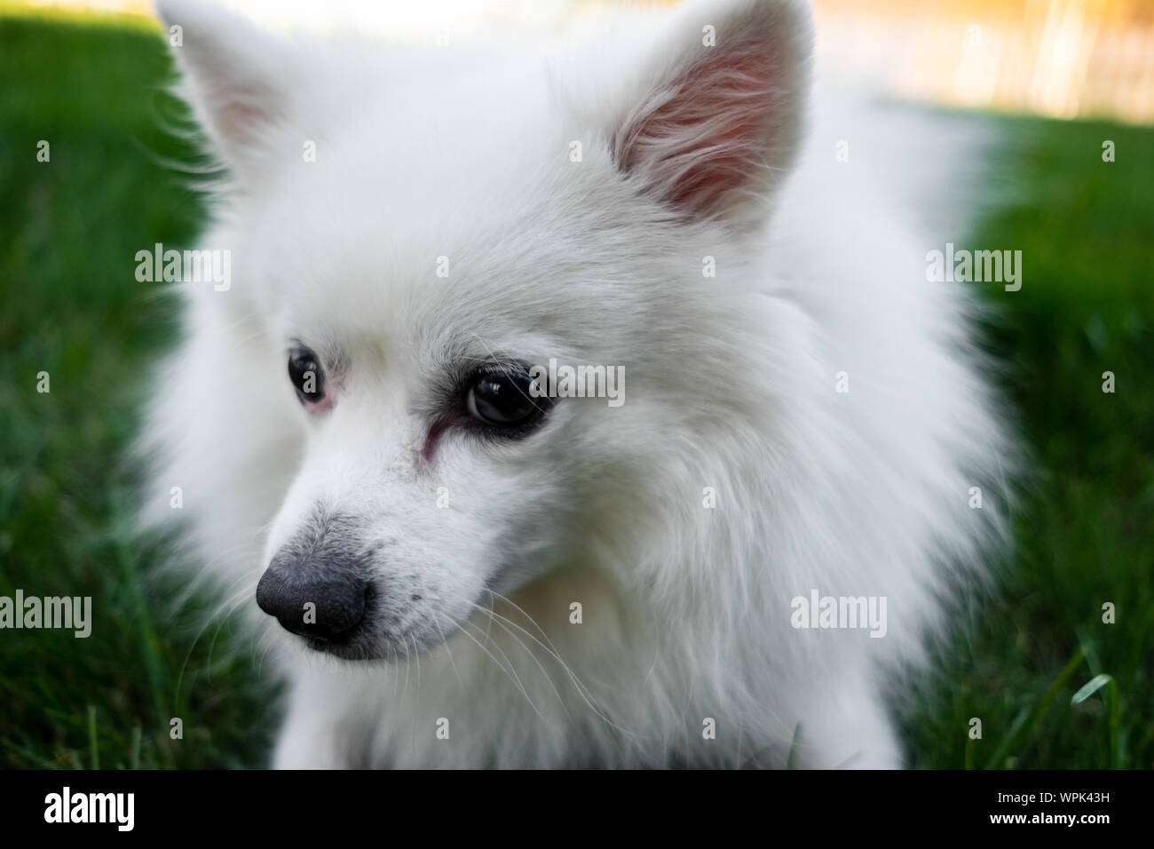 white spitz for a walk. Cute fluffy puppy of the German Spitz ...