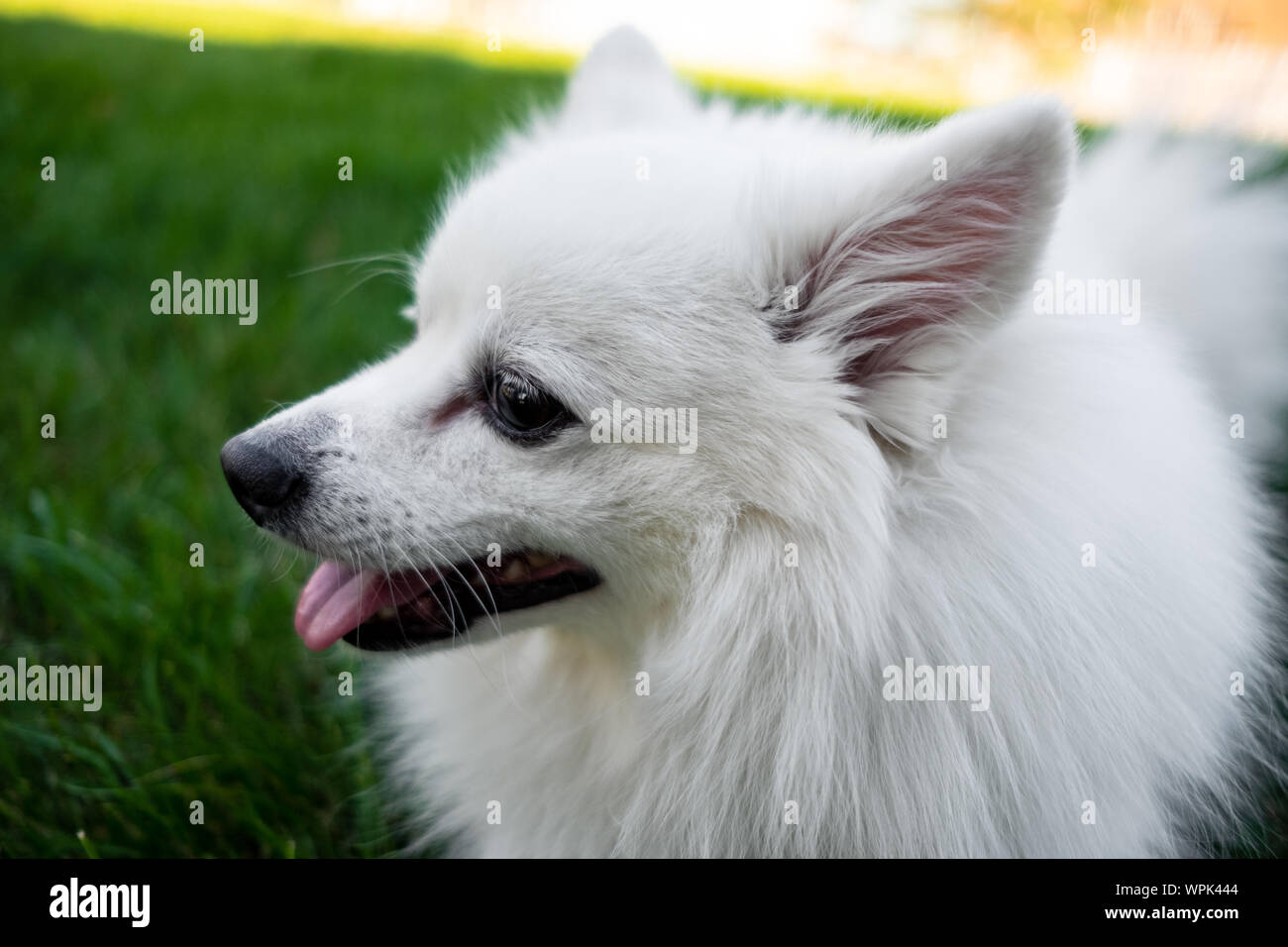 white spitz for a walk. Cute fluffy puppy of the German Spitz ...
