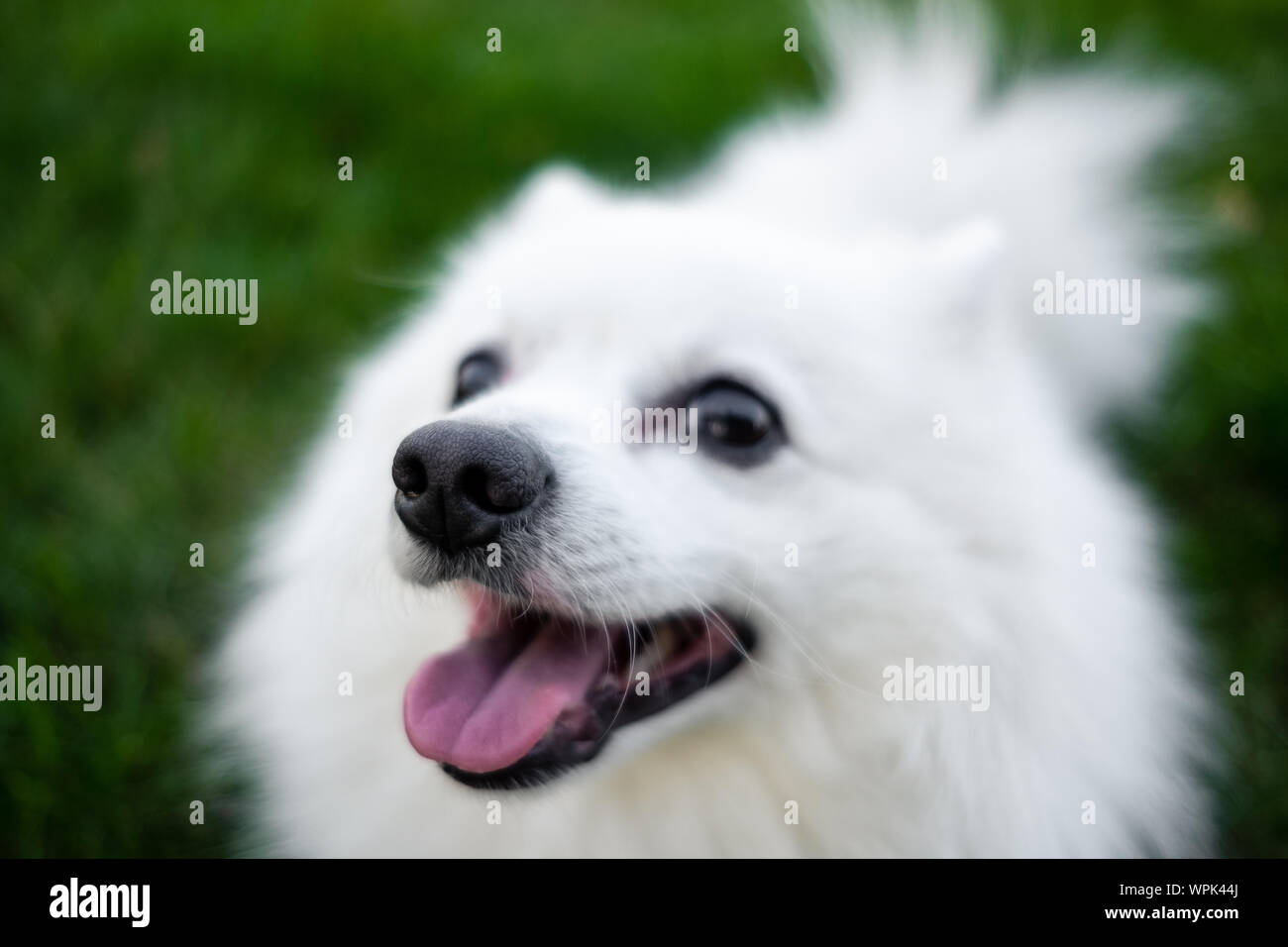 white spitz for a walk. Cute fluffy puppy of the German Spitz ...