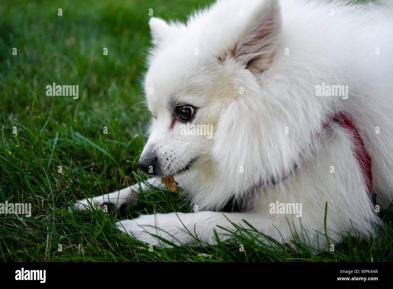 white spitz for a walk. Cute fluffy puppy of the German Spitz ...