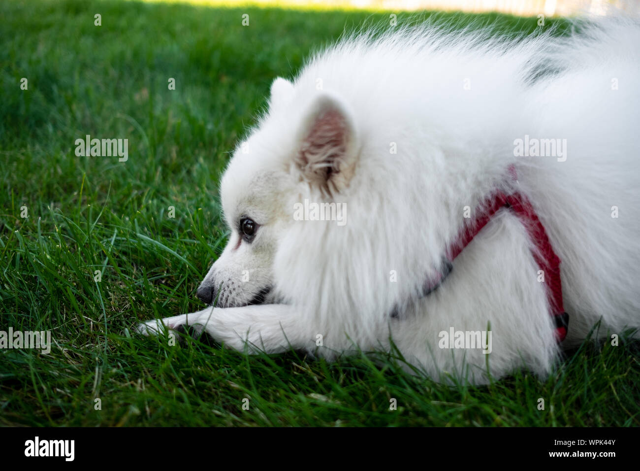 white spitz for a walk. Cute fluffy puppy of the German Spitz ...