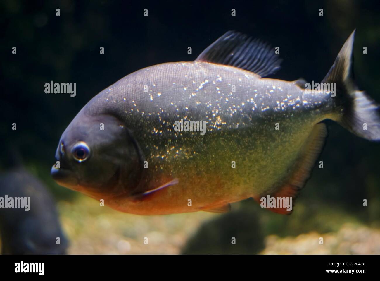 Piranha aquarium hi-res stock photography and images - Alamy