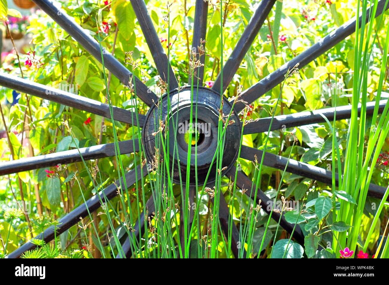 Plant wheel hi-res stock photography and images - Alamy