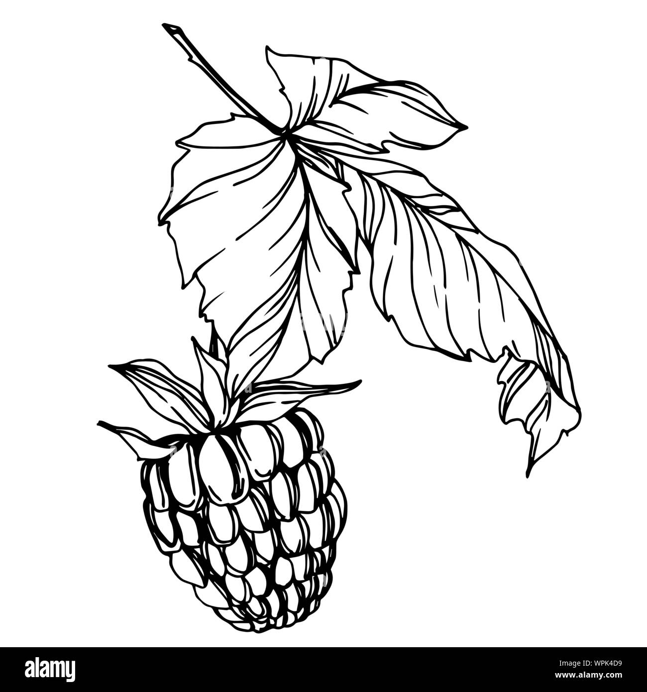 Vector Raspberry healthy food fresh berry isolated element. Black and ...