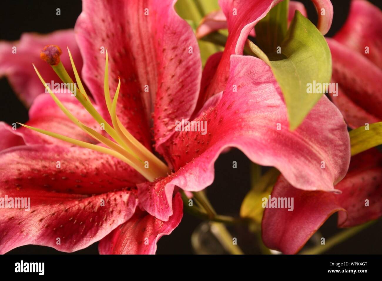 Pink lilies hi-res stock photography and images - Alamy
