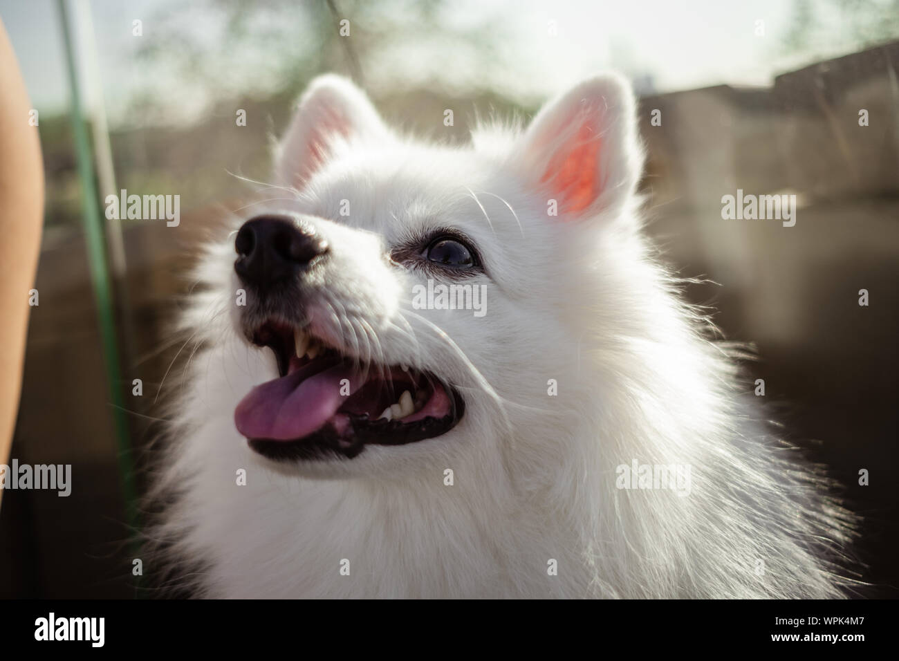 white spitz for a walk. Cute fluffy puppy of the German Spitz ...